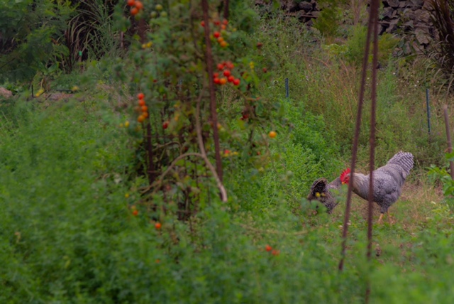 Eco Farm on Tenerife | Permaculture | foodforest-ecotava.org